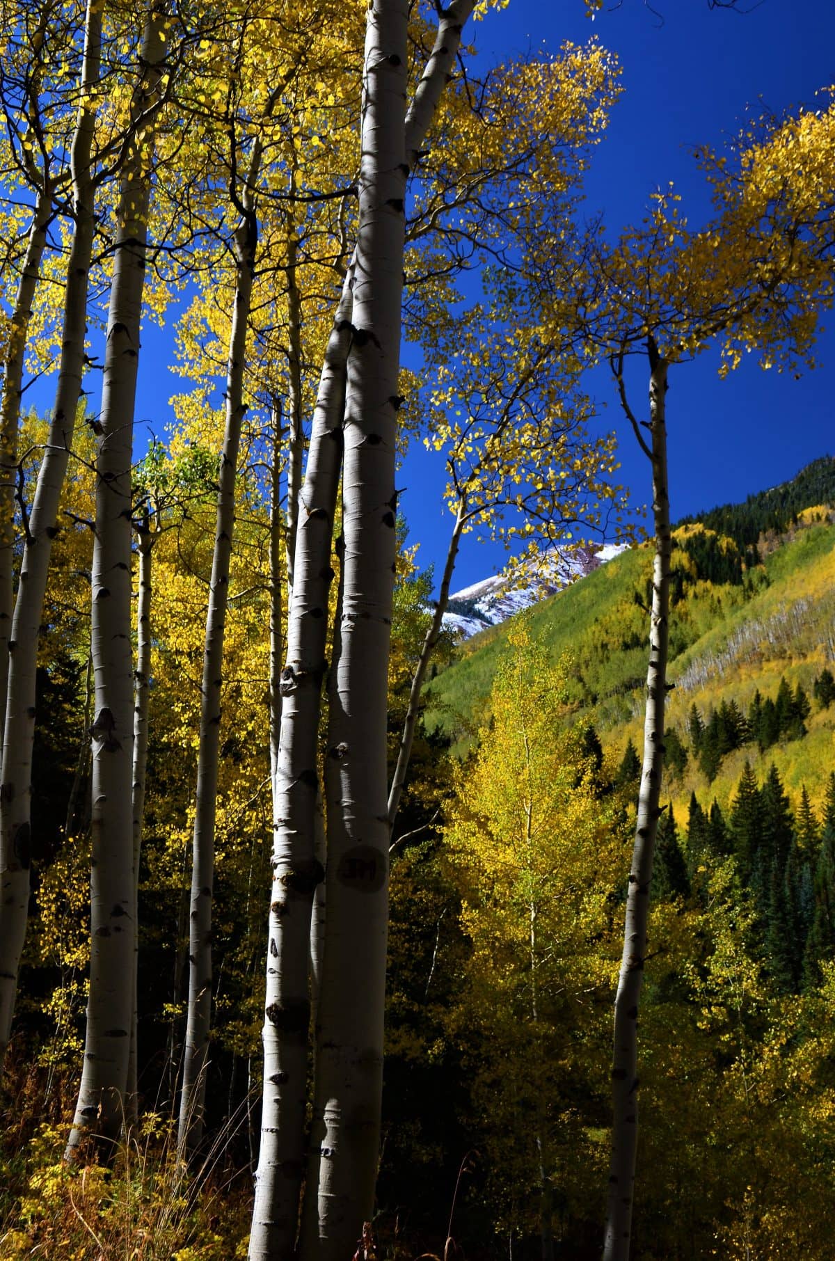 A Colorado Road Trip (Part 2) - In Search of Aspen Gold in Aspen, CO ...
