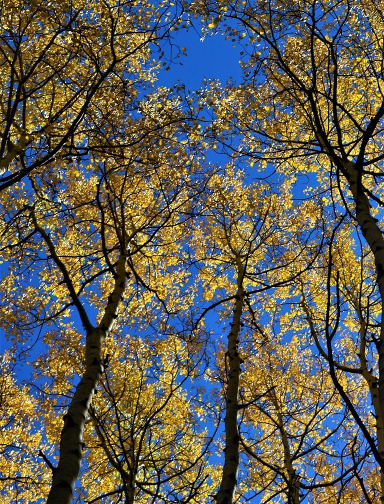 Hunting for Gold - Aspen Gold in 25 Colorado Fall Pictures - Quiltripping