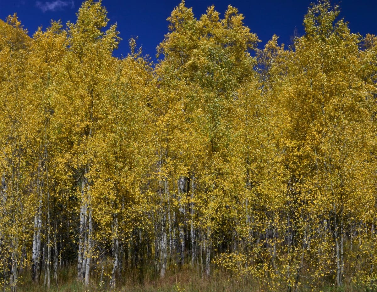 Hunting for Gold - Aspen Gold in 25 Colorado Fall Pictures - Quiltripping