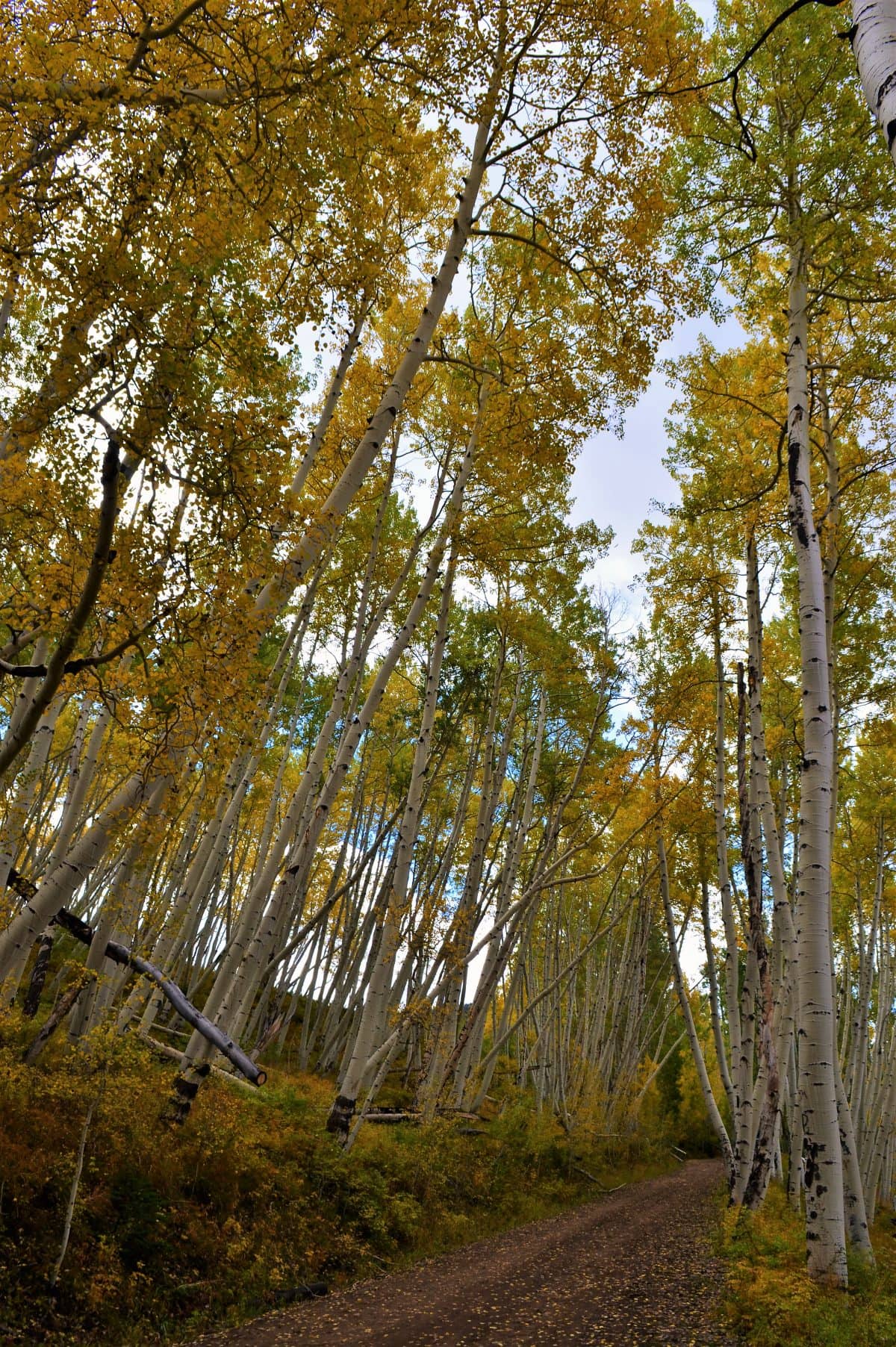 Hunting for Gold - Aspen Gold in 25 Colorado Fall Pictures - Quiltripping