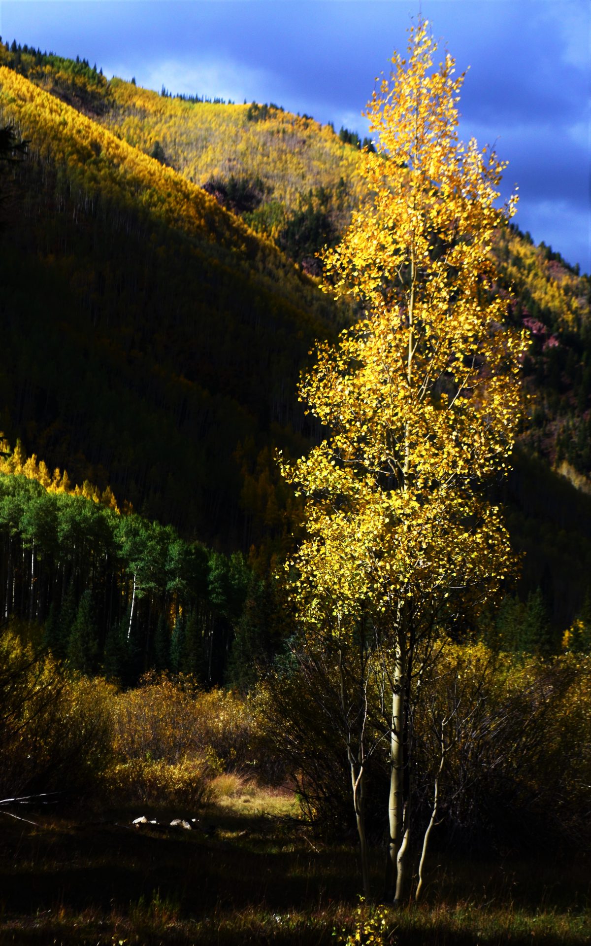 Hunting for Gold - Aspen Gold in 25 Colorado Fall Pictures - Quiltripping