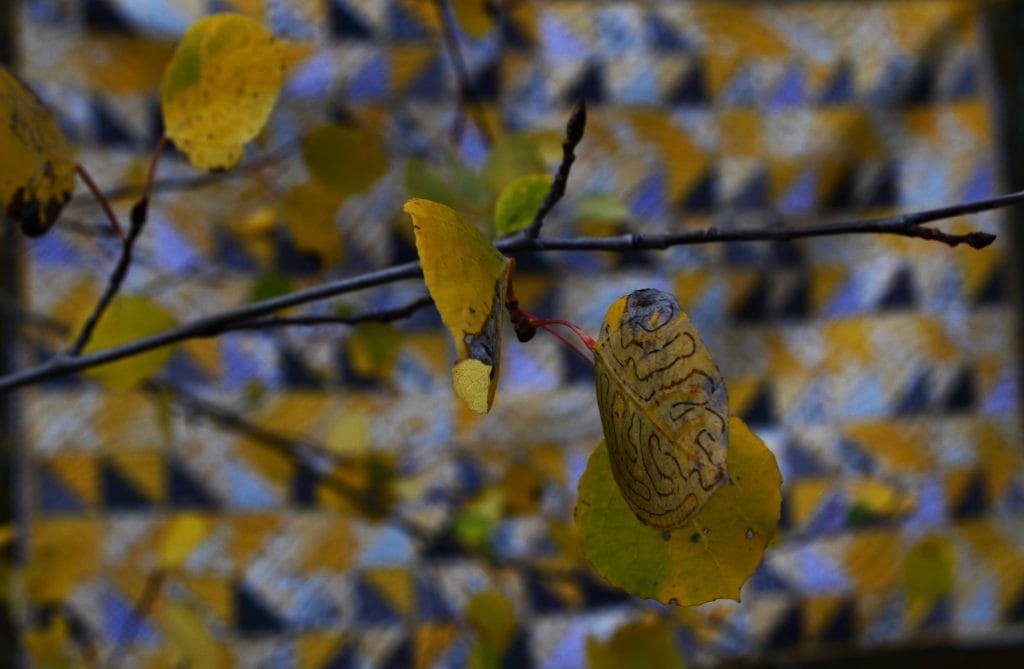 "Aspen Glow" - Original Quilt Design - Quiltripping