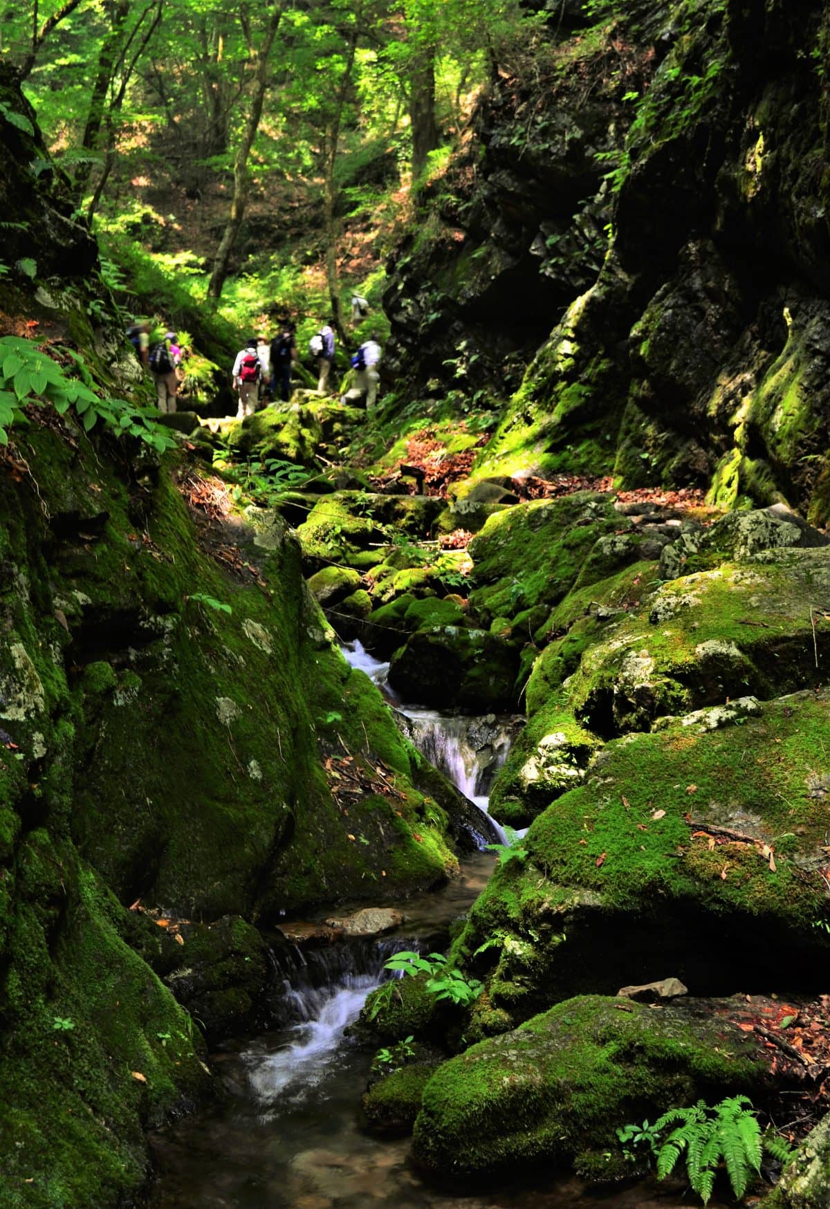 Hiking Mount Mitake - Where Nature and Religion Meet - Quiltripping