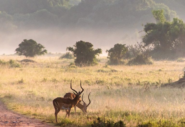 A Citizen Scientist in Kenya - My Wildlife Conservation Volunteer ...
