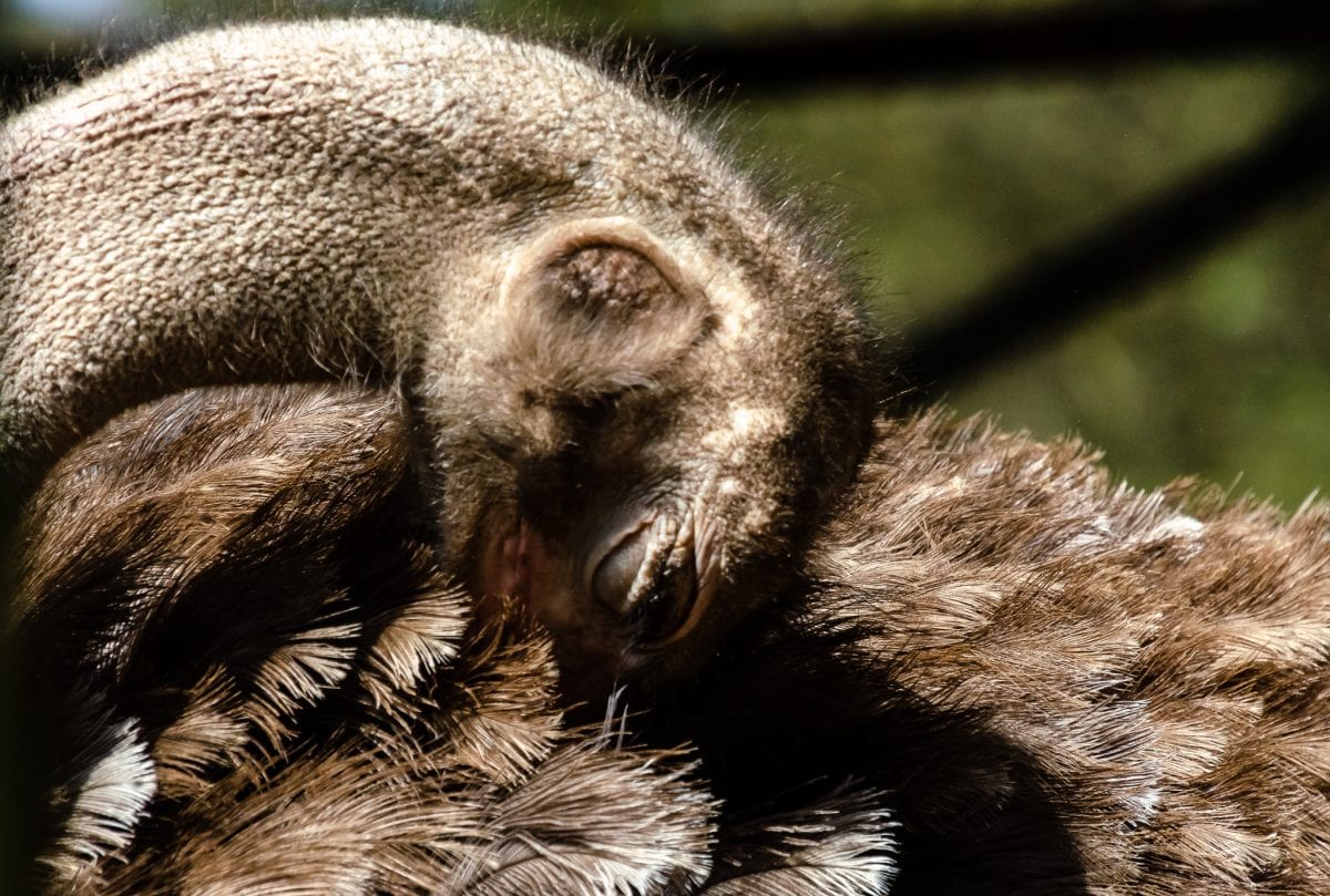 My 3 Favorite Nairobi Day Trips - Up Close and Personal With Africa's ...