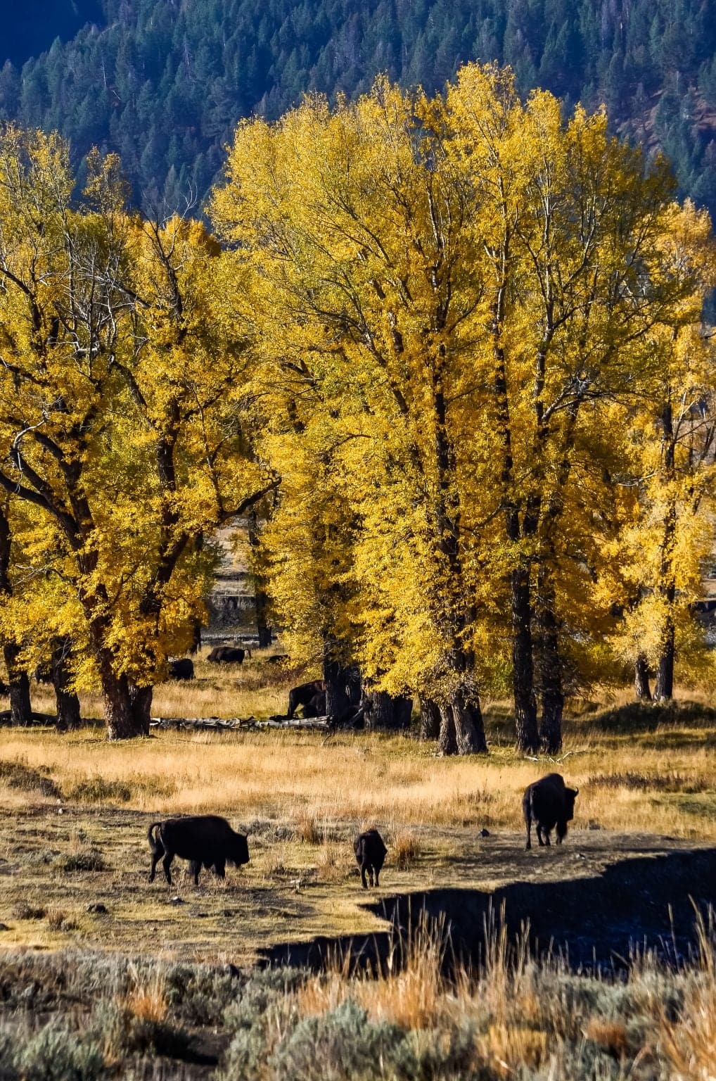 Tips for Planning a Trip to Yellowstone - Quiltripping