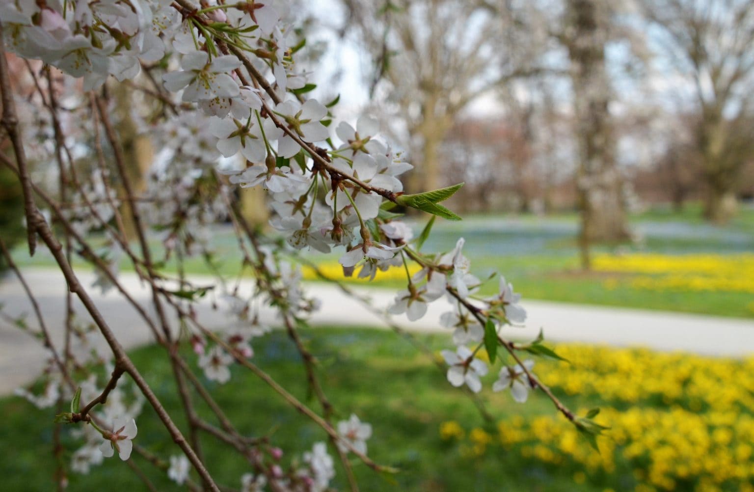 Tiptoe Through the Tulips - A Colorful Collection of Longwood Gardens ...