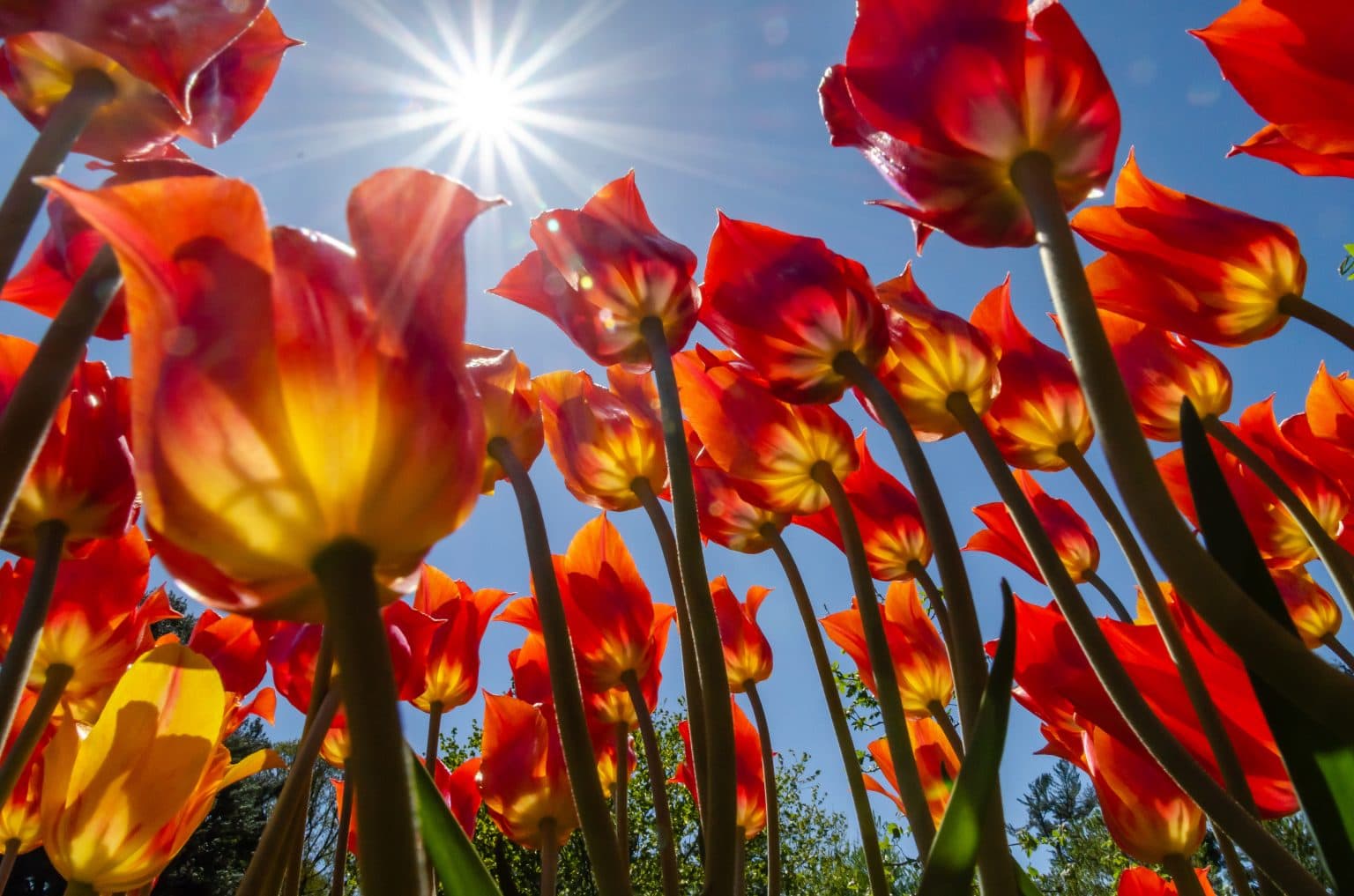 Tiptoe Through the Tulips - A Colorful Collection of Longwood Gardens ...