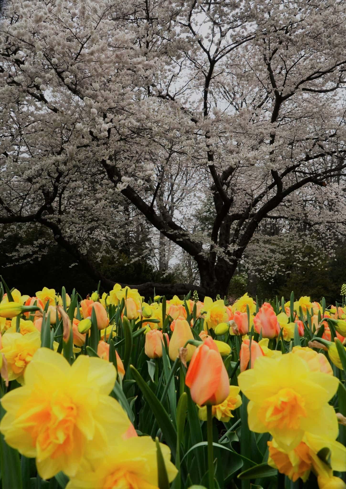 Tiptoe Through the Tulips - A Colorful Collection of Longwood Gardens ...