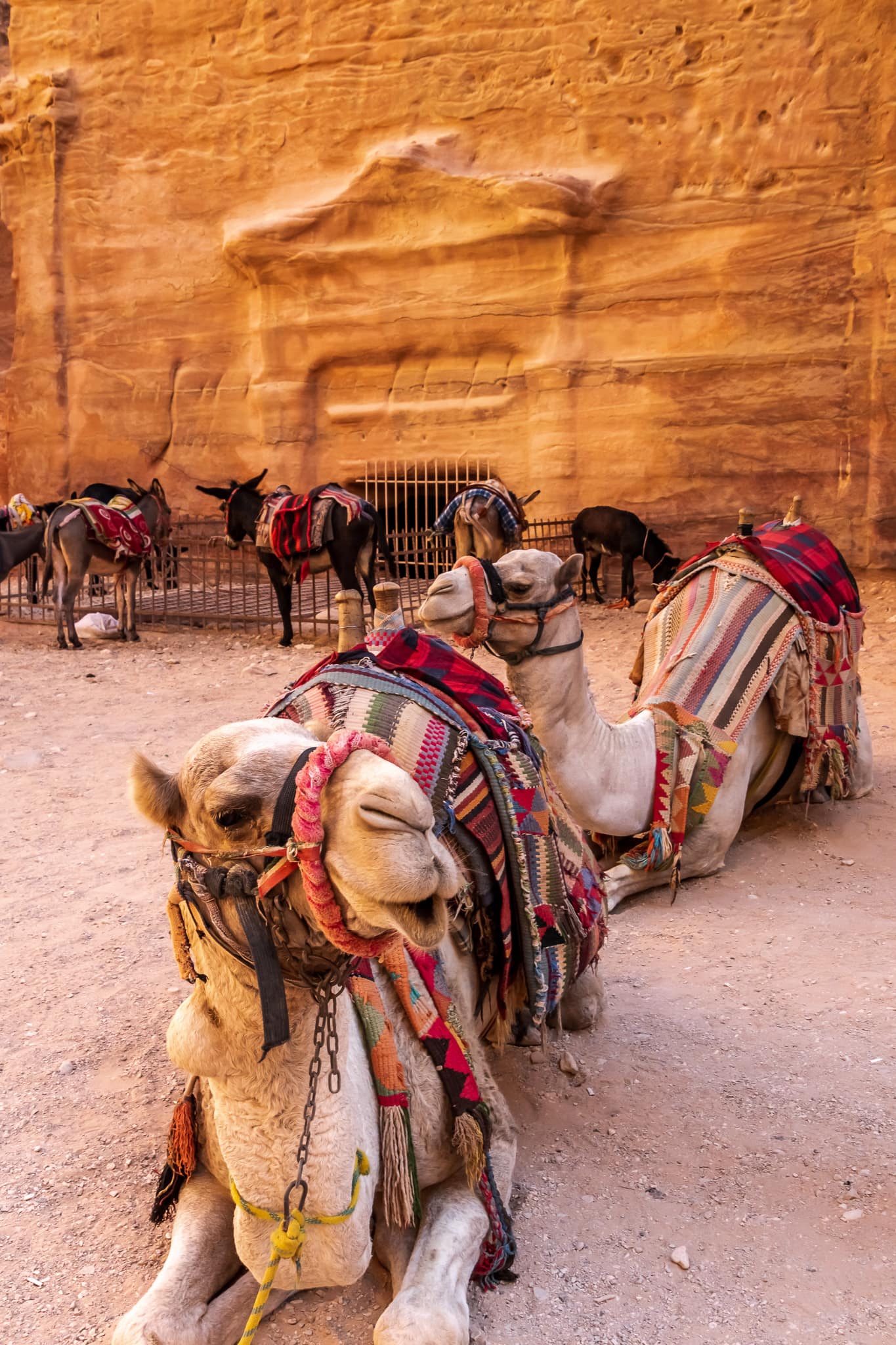 How to Visit Petra - 25 Petra Travel Tips For A Perfect First Time ...
